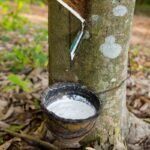 In-depth Analysis of Rubberwood - TBM